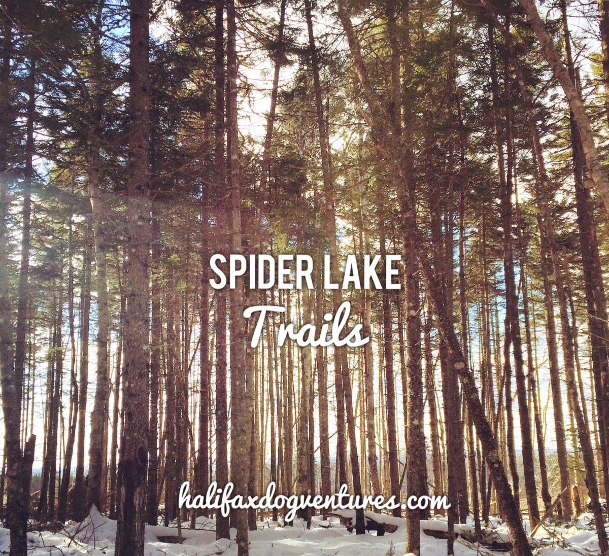Spider Lake Trails – Halifax Dogventures