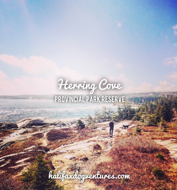 Herring Cove Provincial Park Reserve – Halifax Dogventures