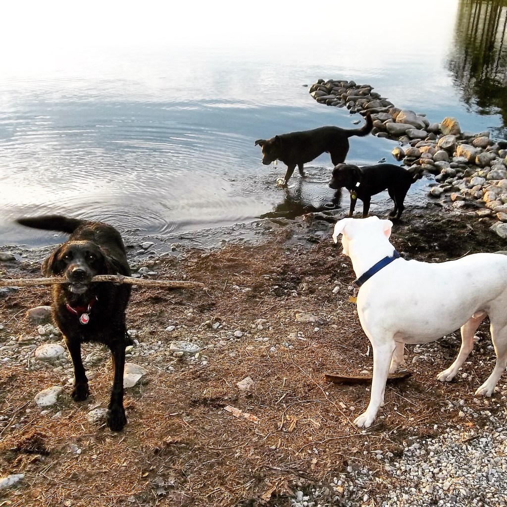 Backcountry Camping with Dogs at Kejimkujik National Park – Halifax ...